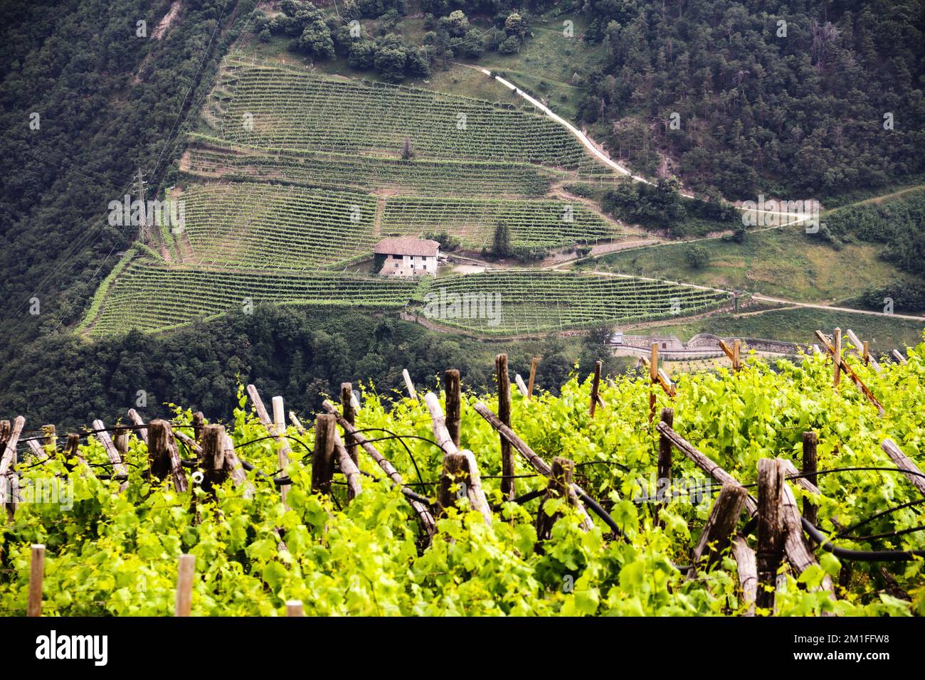 A bird's-eye view of vineyards in Bolzano South Tyrol, Italy Stock ...