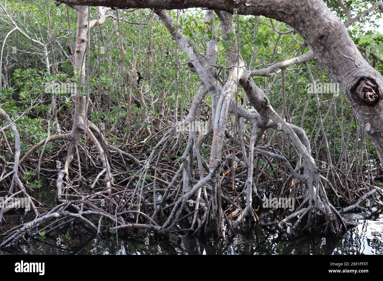 The tree roots in the river Stock Photo - Alamy