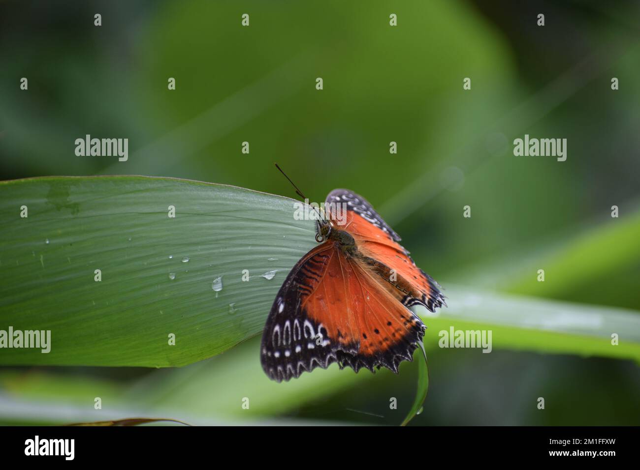A closeup shot of a red lacewing butterfly on a plant leaf Stock Photo ...