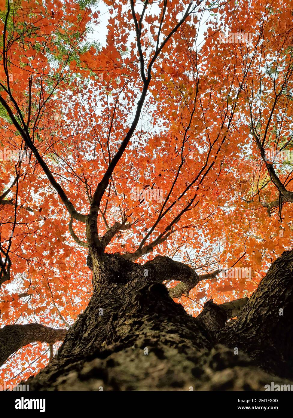 A low angle vertical shot of the beautiful yellow autumn trees Stock ...