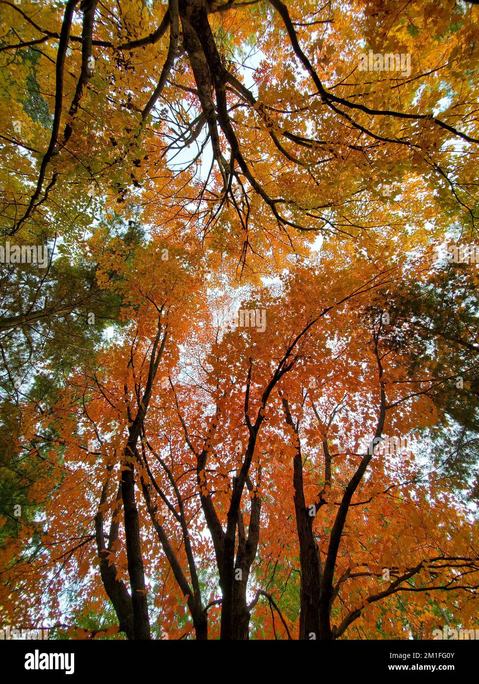 A low angle vertical shot of the beautiful yellow autumn trees Stock ...
