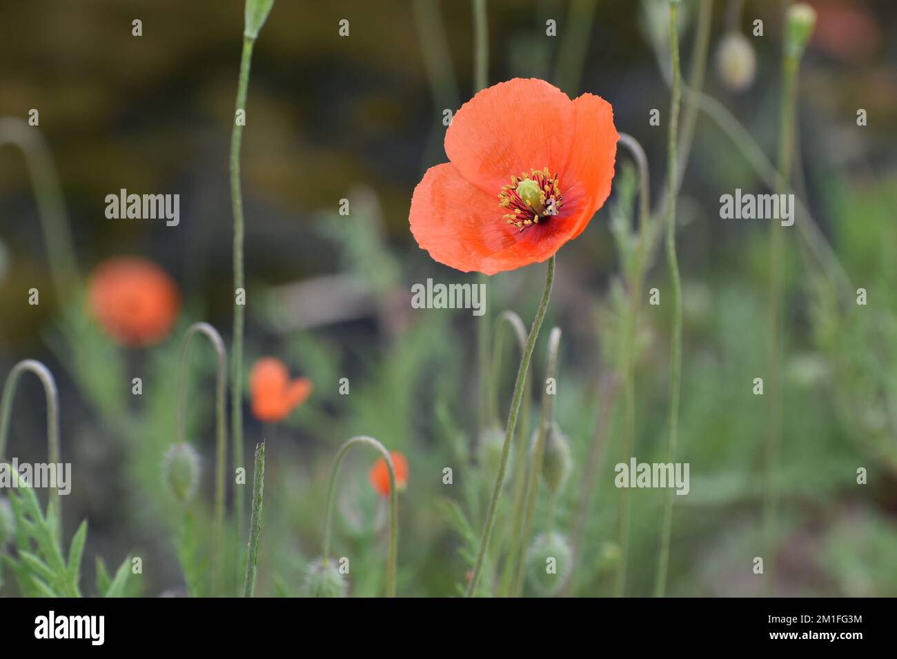 Red poppy and leaves hi-res stock photography and images - Alamy