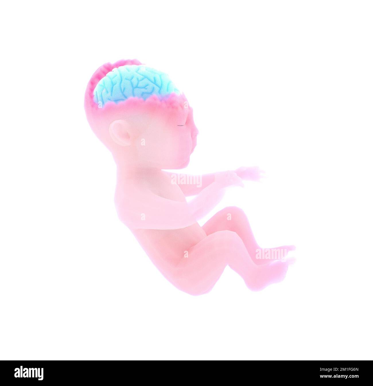 Child, fetus, organ formation. Cloud effect brain. Sensory expansion ...