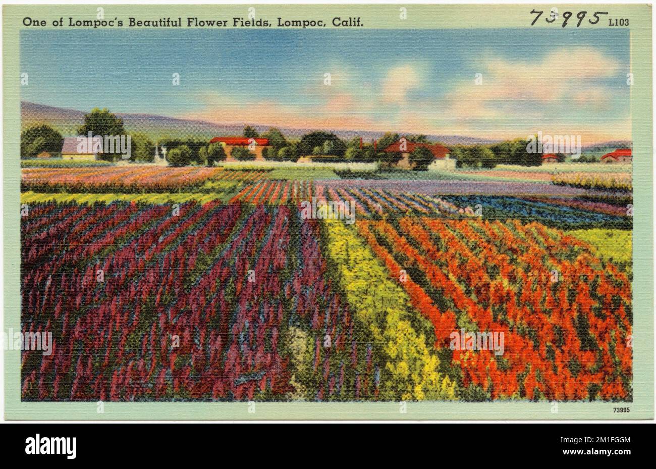 One of Lompoc's beautiful flower fields, Lompoc, Calif. , Tichnor ...