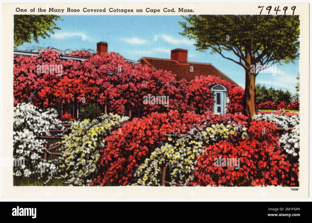 One of the many Rose covered cottages on Cape Cod, Mass. , Roses ...