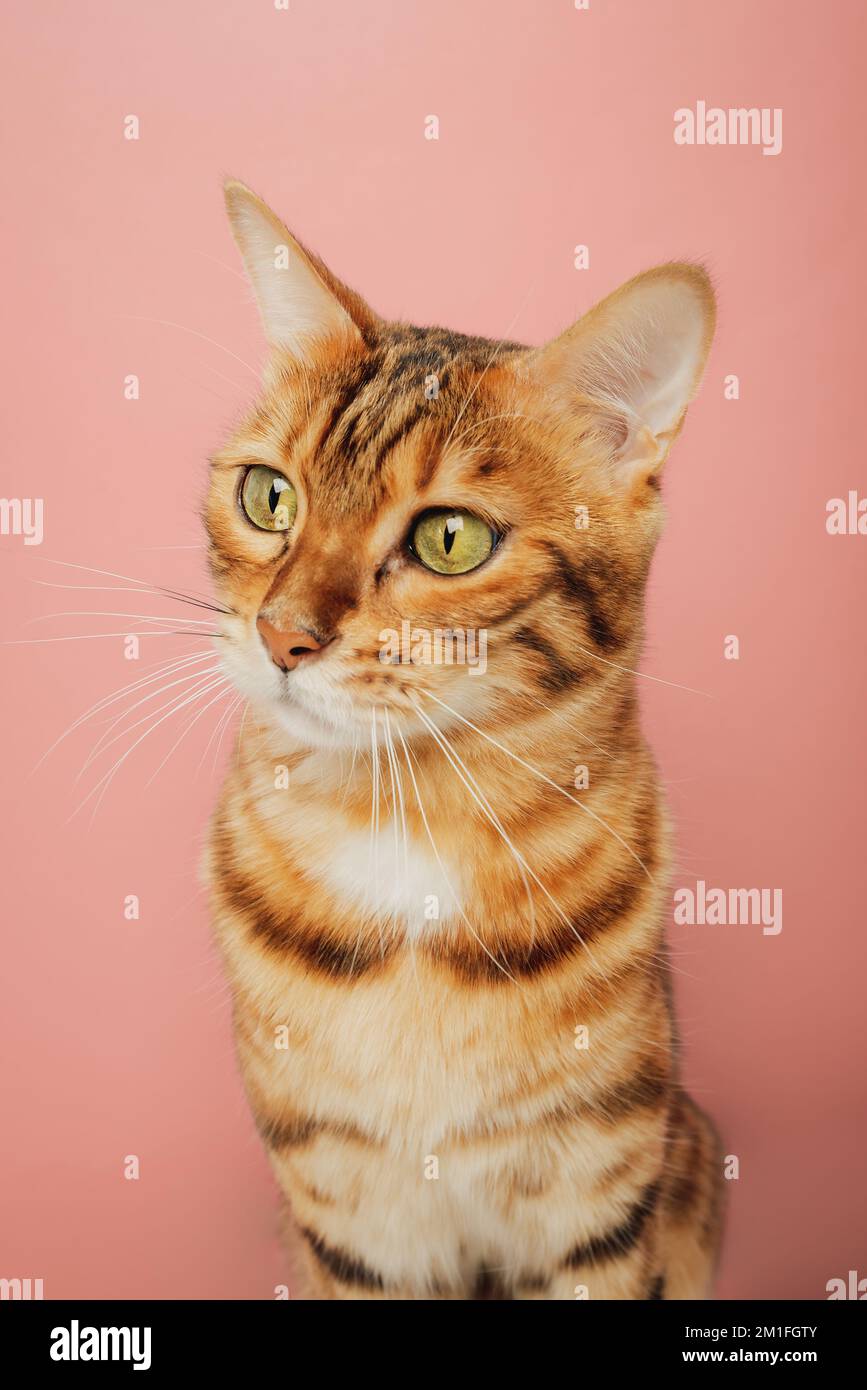 Funny Bengal cat on a pink background. Portrait on a wide-angle lens ...