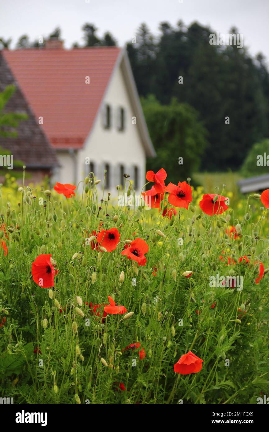 A vertical shot of poppy flowers in a field Stock Photo - Alamy