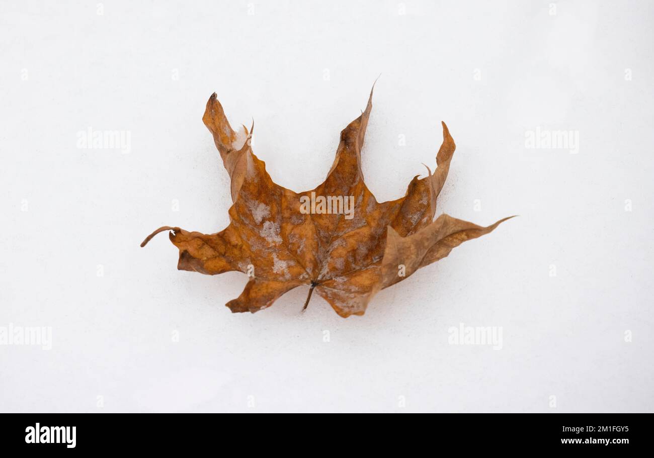 Frost leaves maple leaf hi-res stock photography and images - Alamy