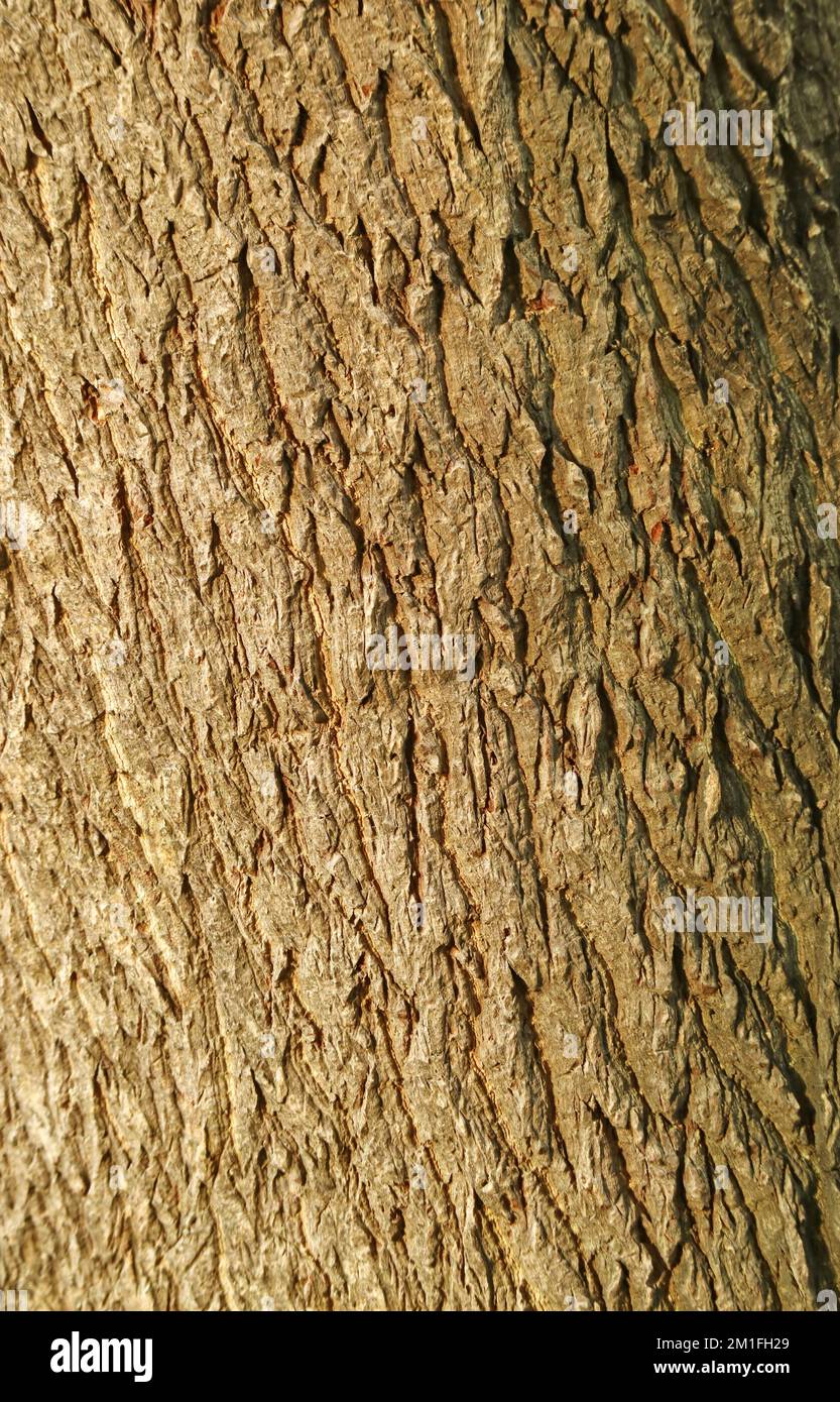 Front View of Rough Tree Bark Texture for Background or Banner Stock ...