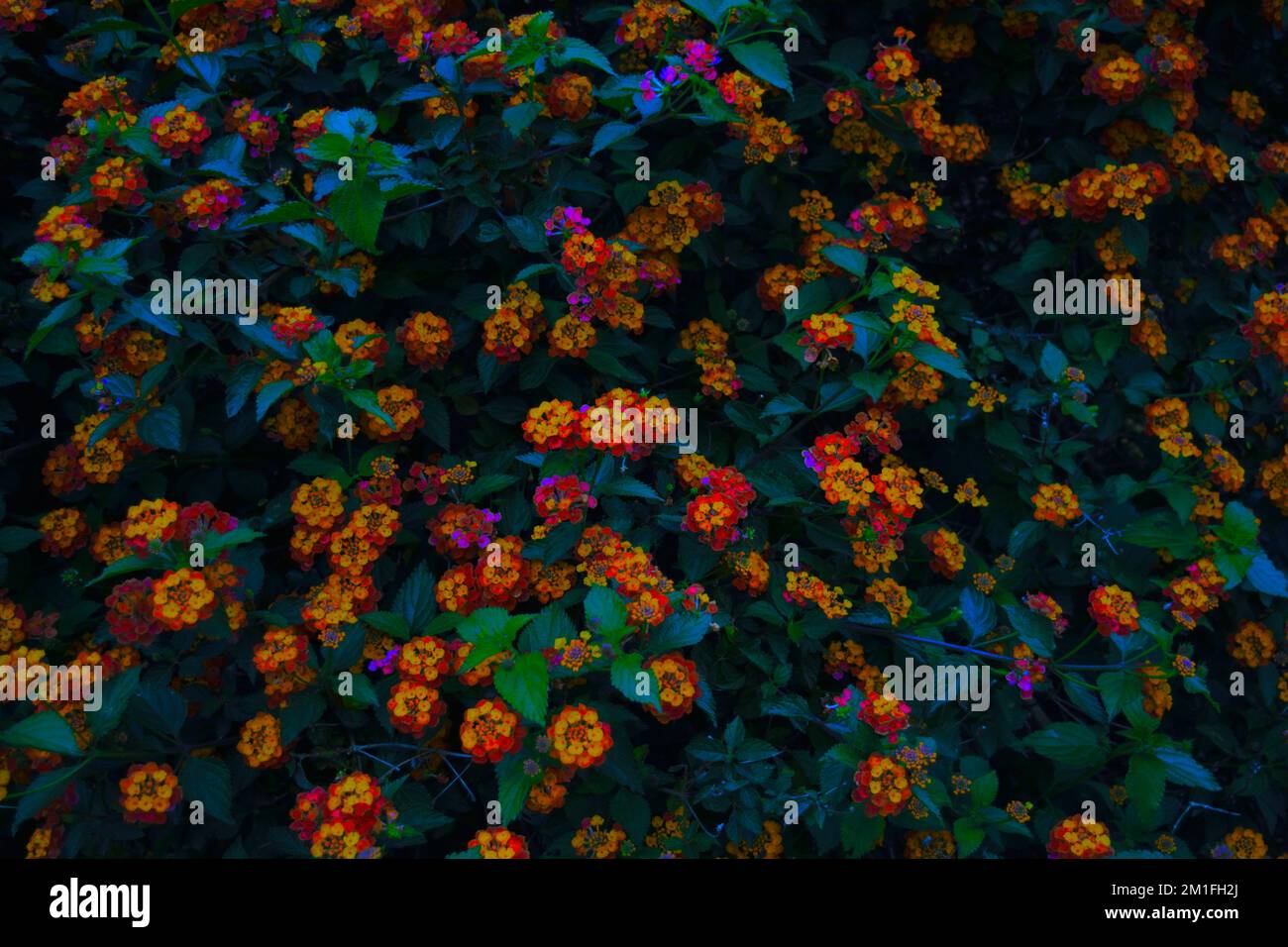 Simple overlay hi-res stock photography and images - Alamy