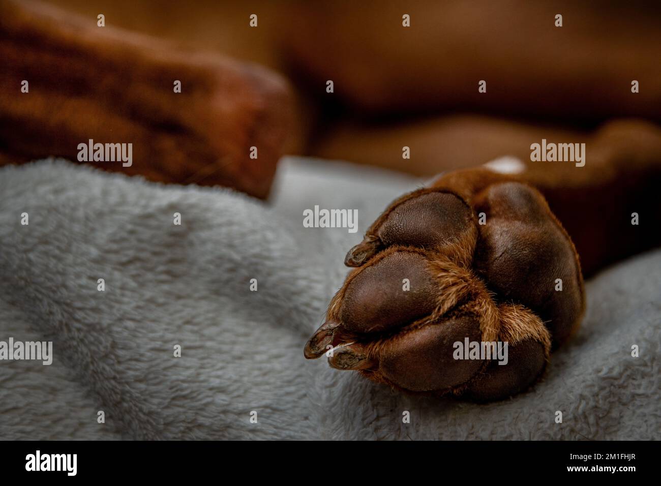 A closeup of a brown dog's paw on a gray blanket. Paw pads Stock Photo ...