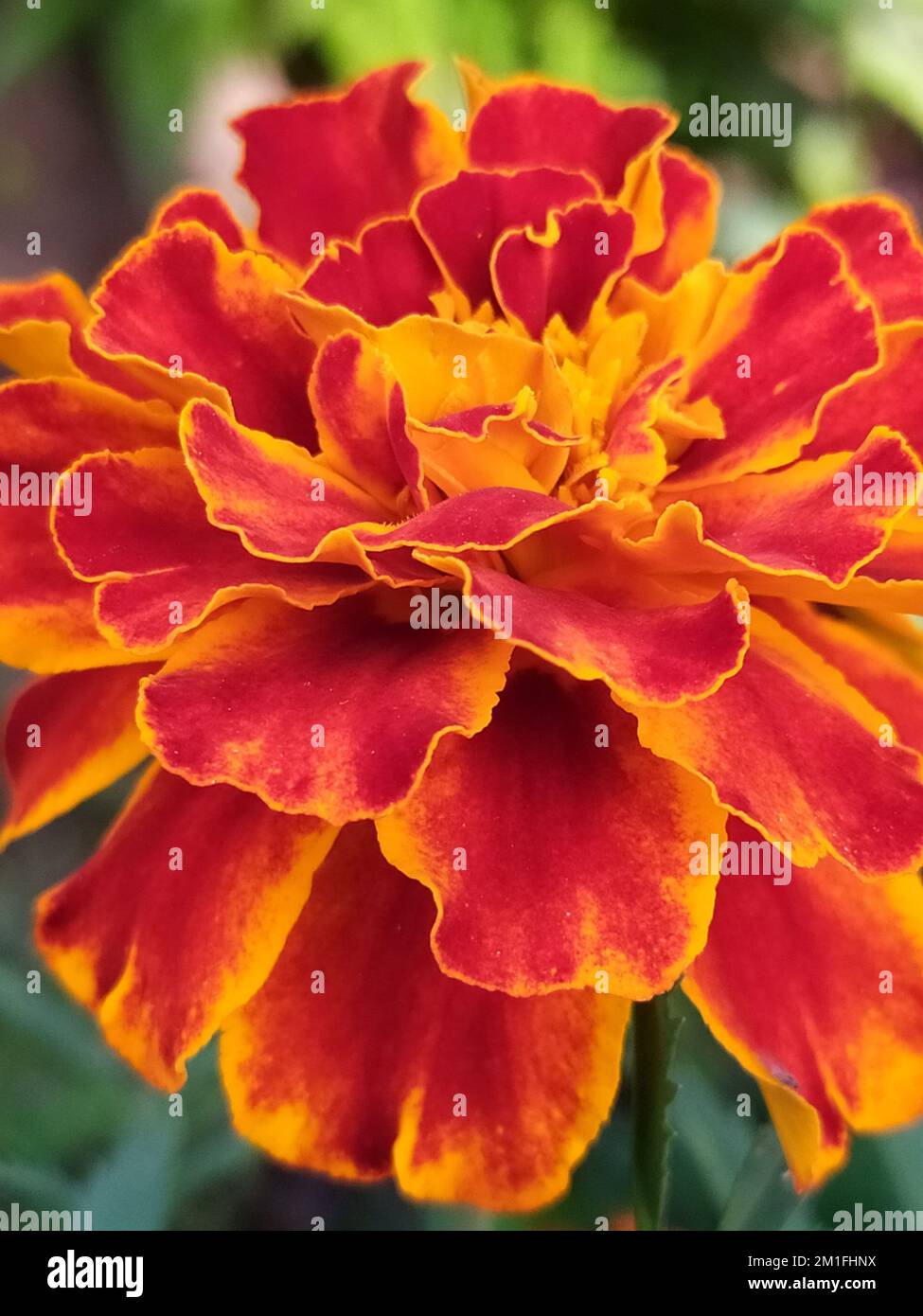 flowers growing in fields and forests belarus Stock Photo - Alamy