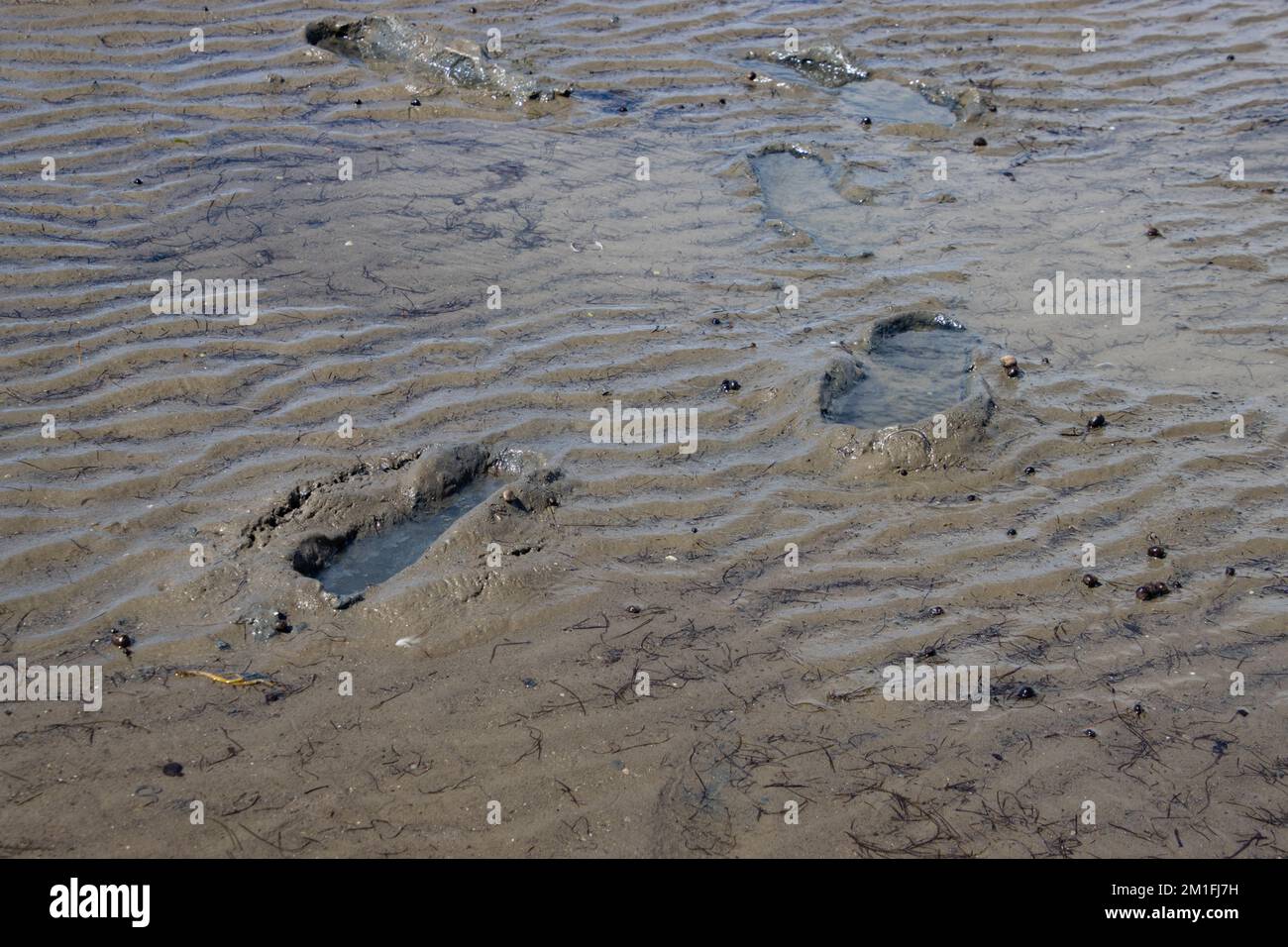 Footprints in the mud of the wadden sea at low tide Stock Photo - Alamy