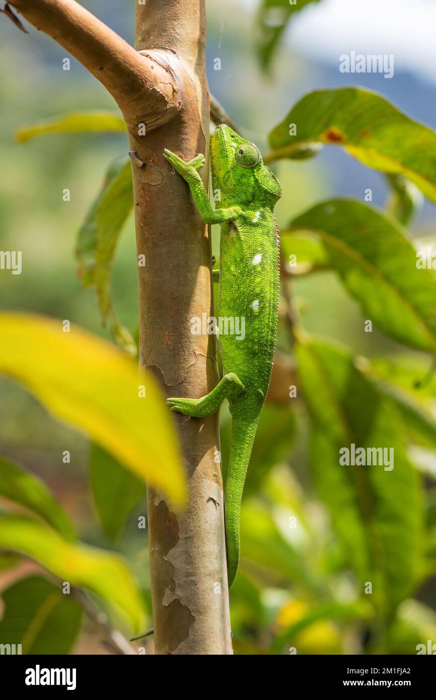 Oustalet's chameleons hi-res stock photography and images - Alamy