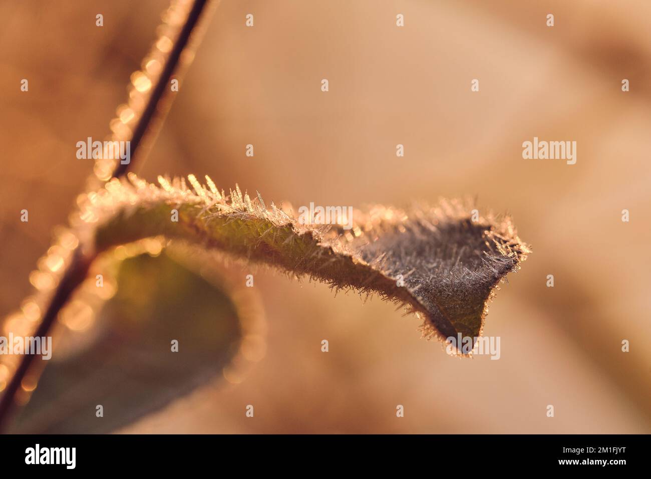 Frozen leaf in warm morning sun. High quality photo Stock Photo - Alamy