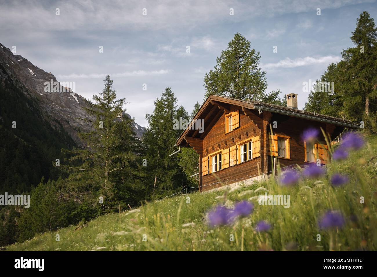 A low-angle view of a typical Swiss chalet in a flowered meadow in ...