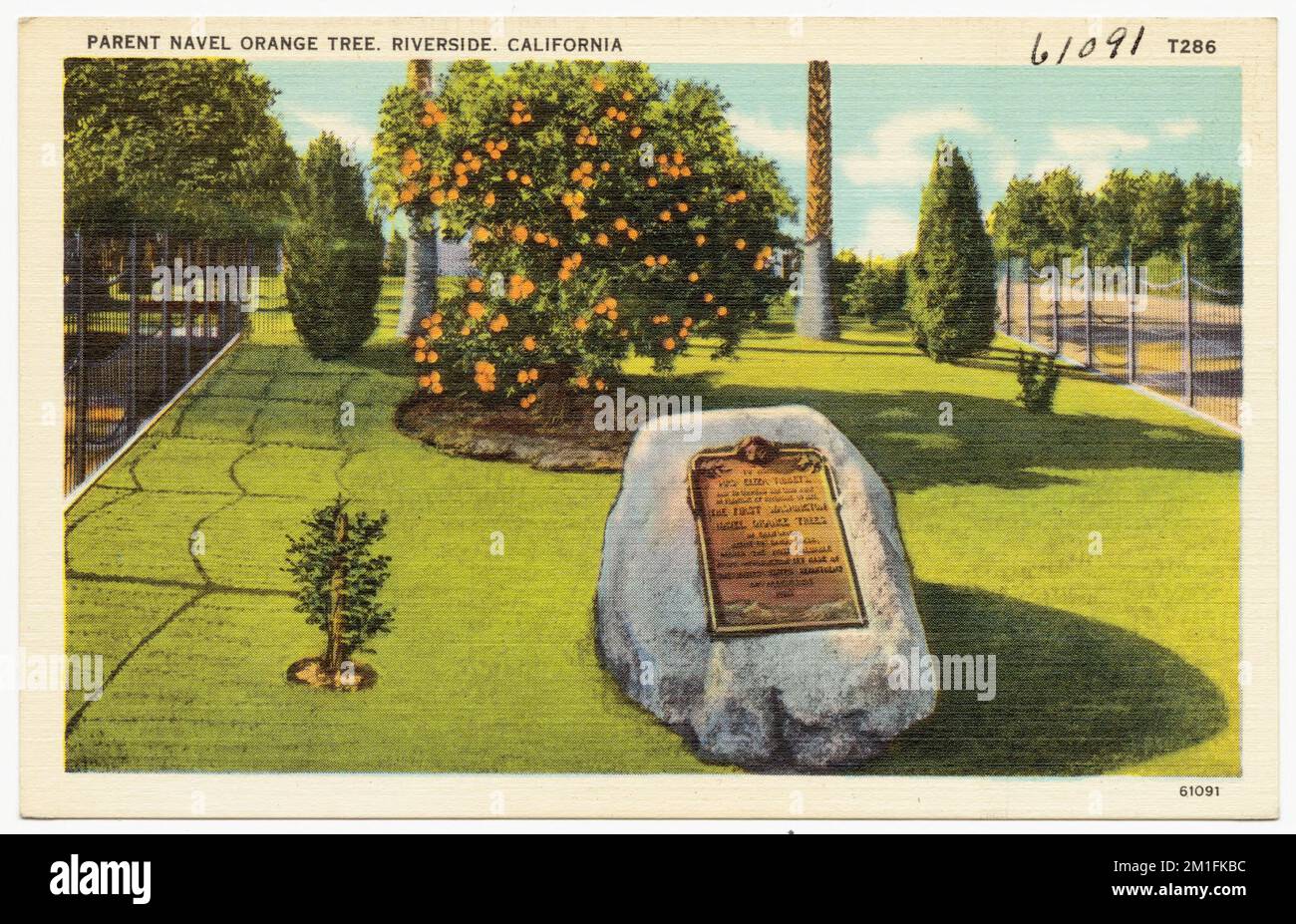 Parent Navel Orange Tree, Riverside, California , Tichnor Brothers ...