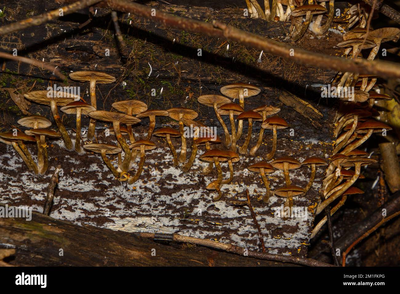 The funeral bell mushroom is deadly poisonous and also called galerina ...
