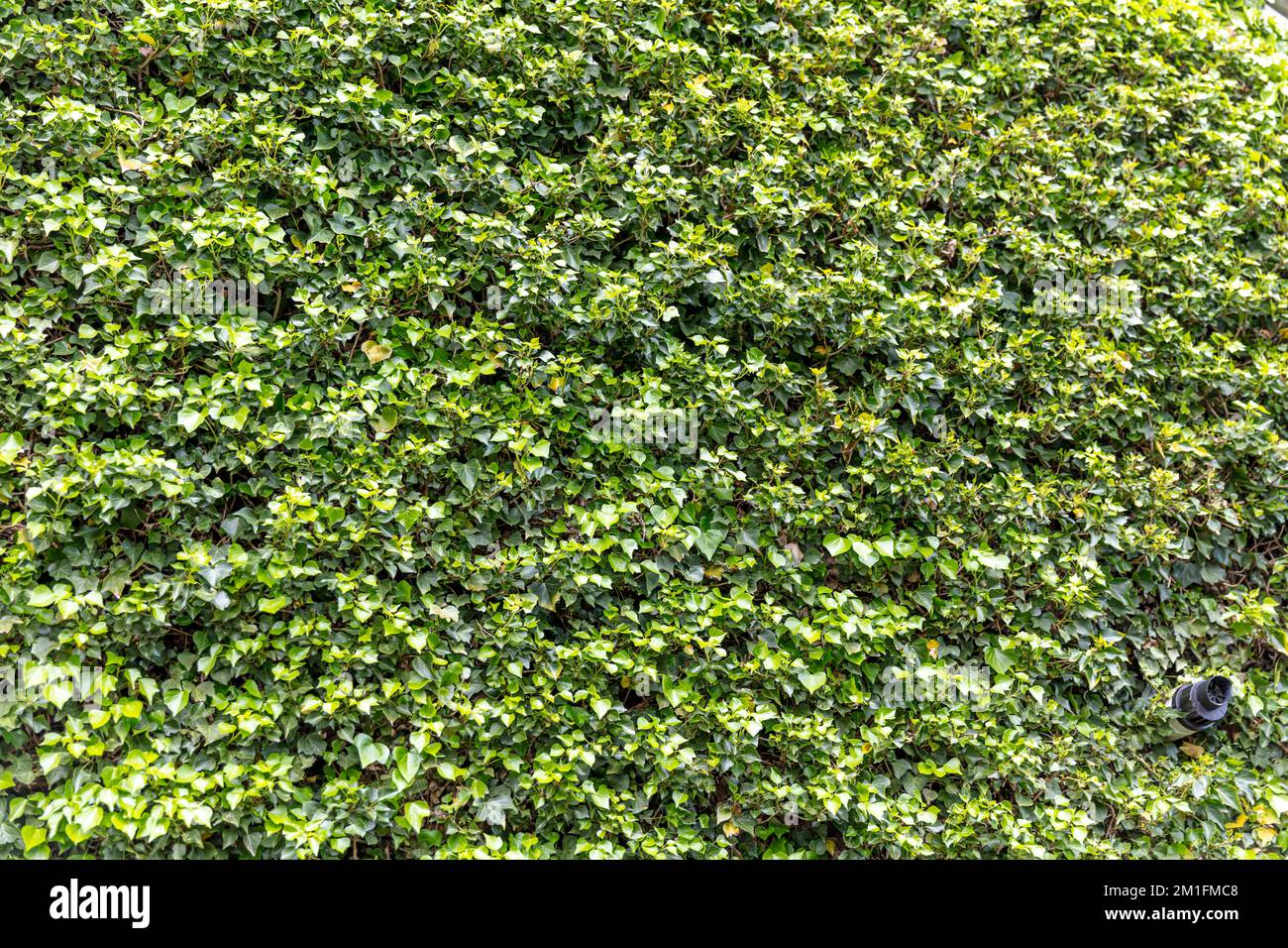 Ivy covering a whole wall, Ivy on wall, ivy, green ivy, covering ...