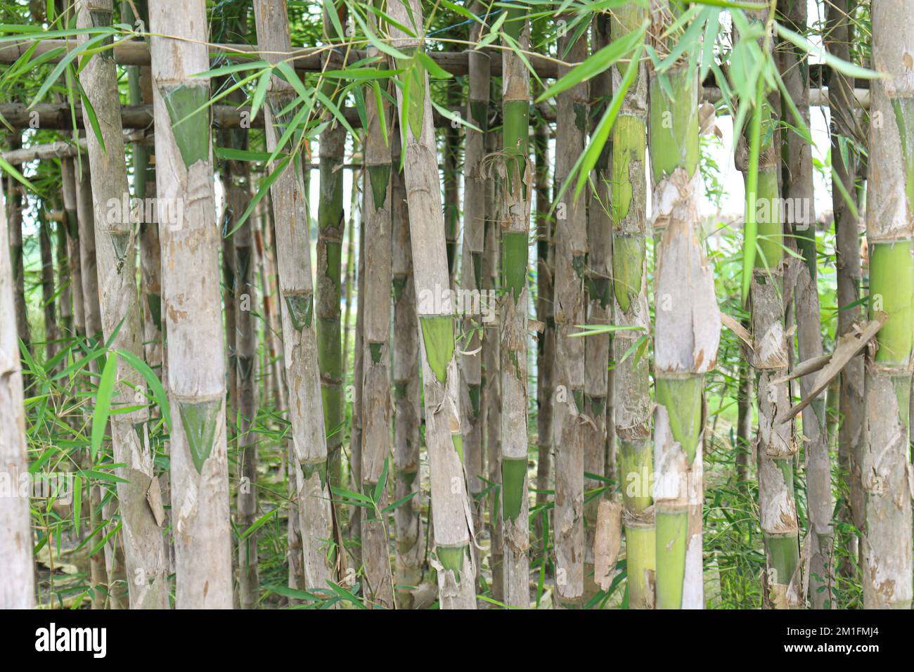 green colored bamboo stock on farm for harvest Stock Photo - Alamy