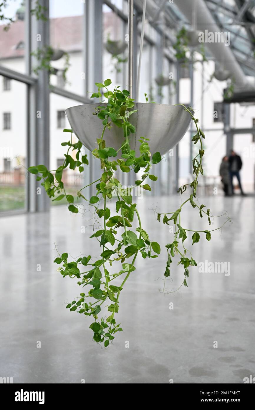 Exhibition mendel in mendel museum hi-res stock photography and images ...