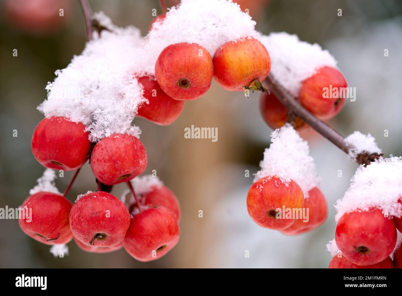 Ornamental apple tree hi-res stock photography and images - Alamy