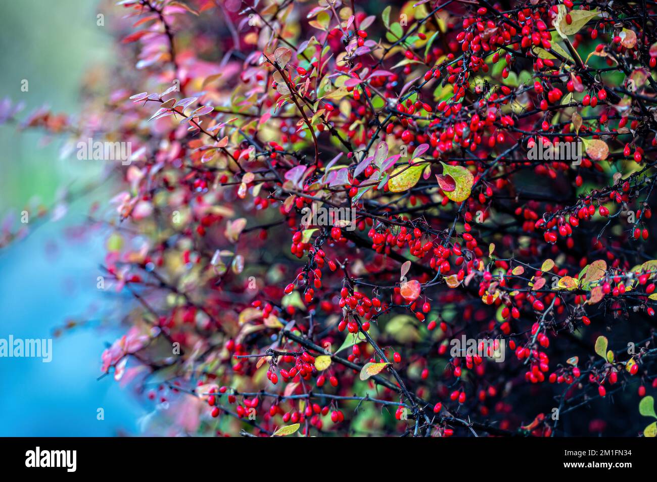 Red berries of barberry on a bush branch close-up. Barberry bush in the ...