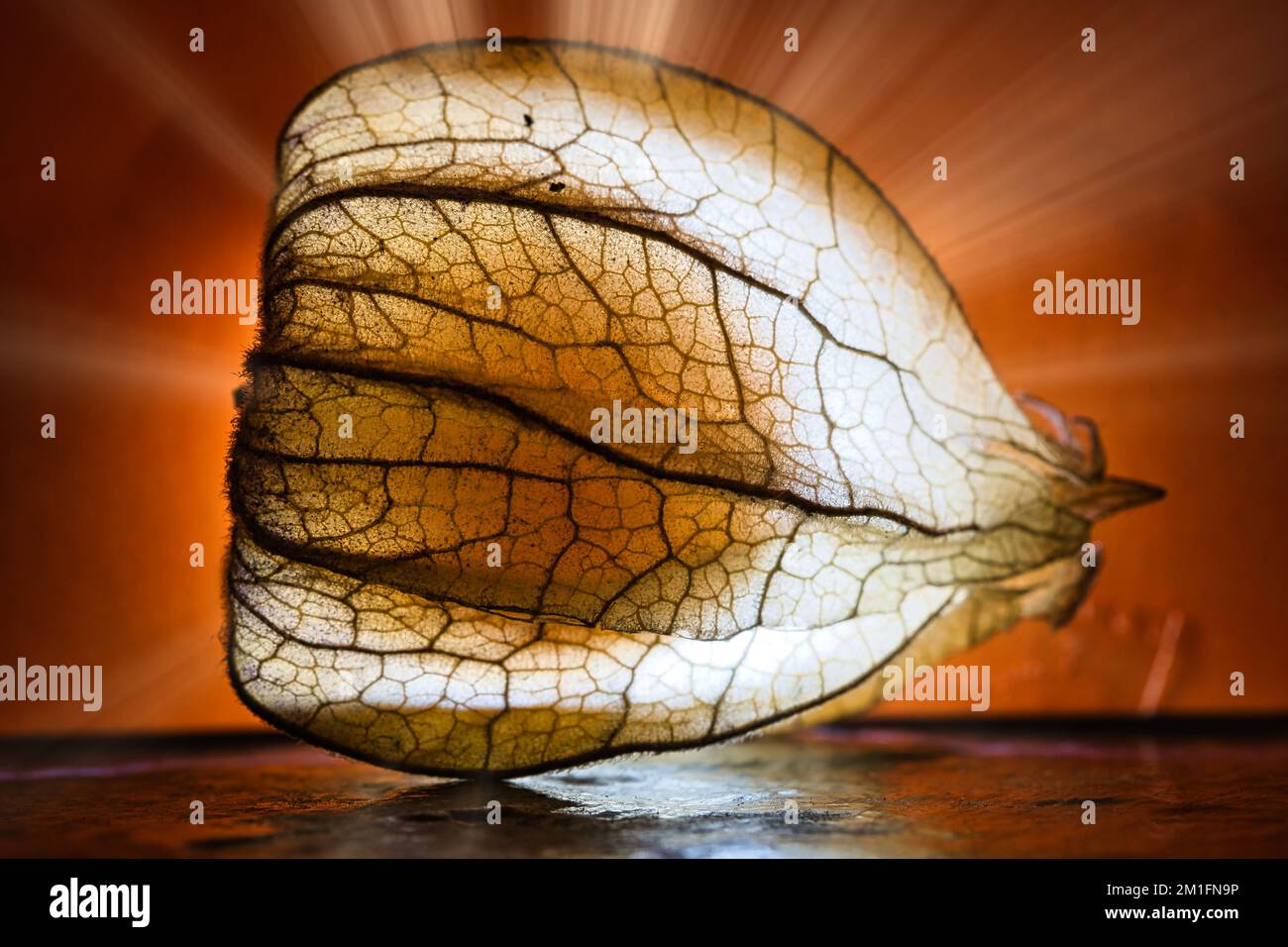 physalis illuminated. Light rays shine behind the fruit past the side ...