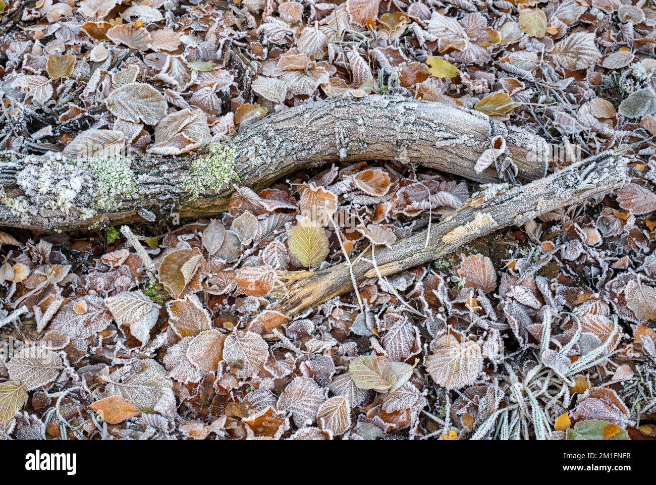 Frosty autumn leaf litter and branches on a woodland floor. UK Stock ...