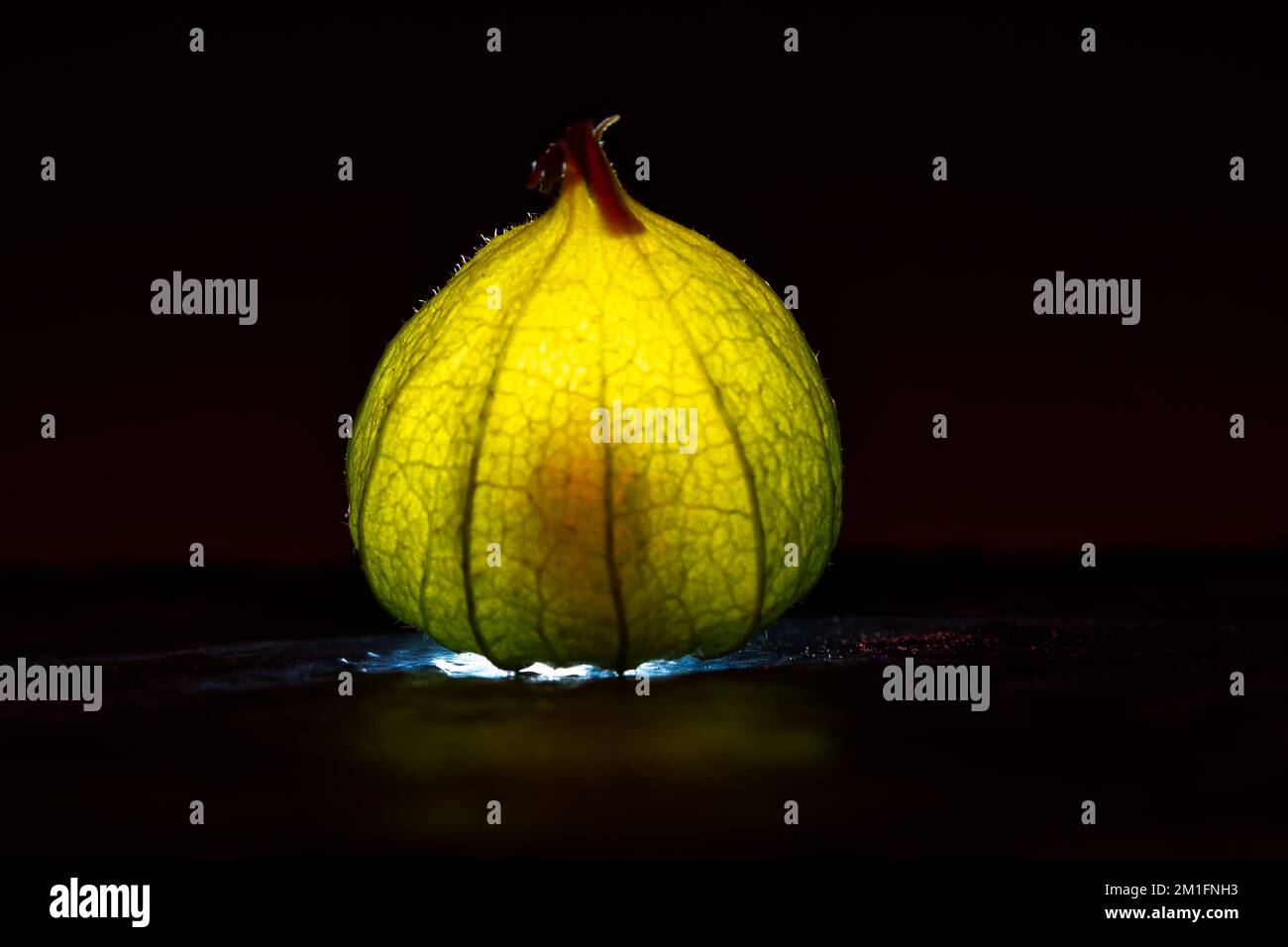 physalis on black wet ground. Lighted fruit. Vitamin C rich fruit ...