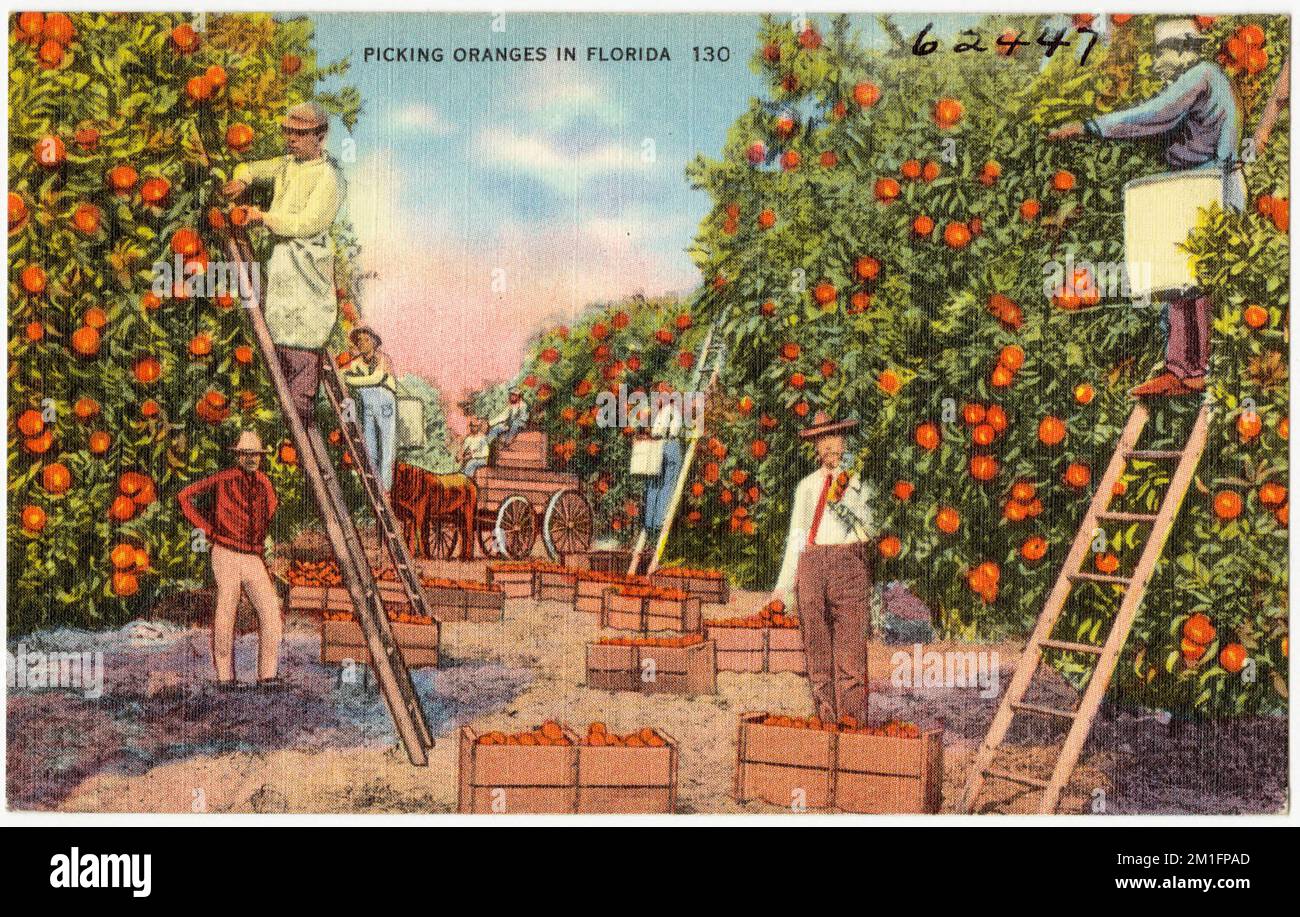Picking oranges in Florida , Tichnor Brothers Collection, postcards of ...