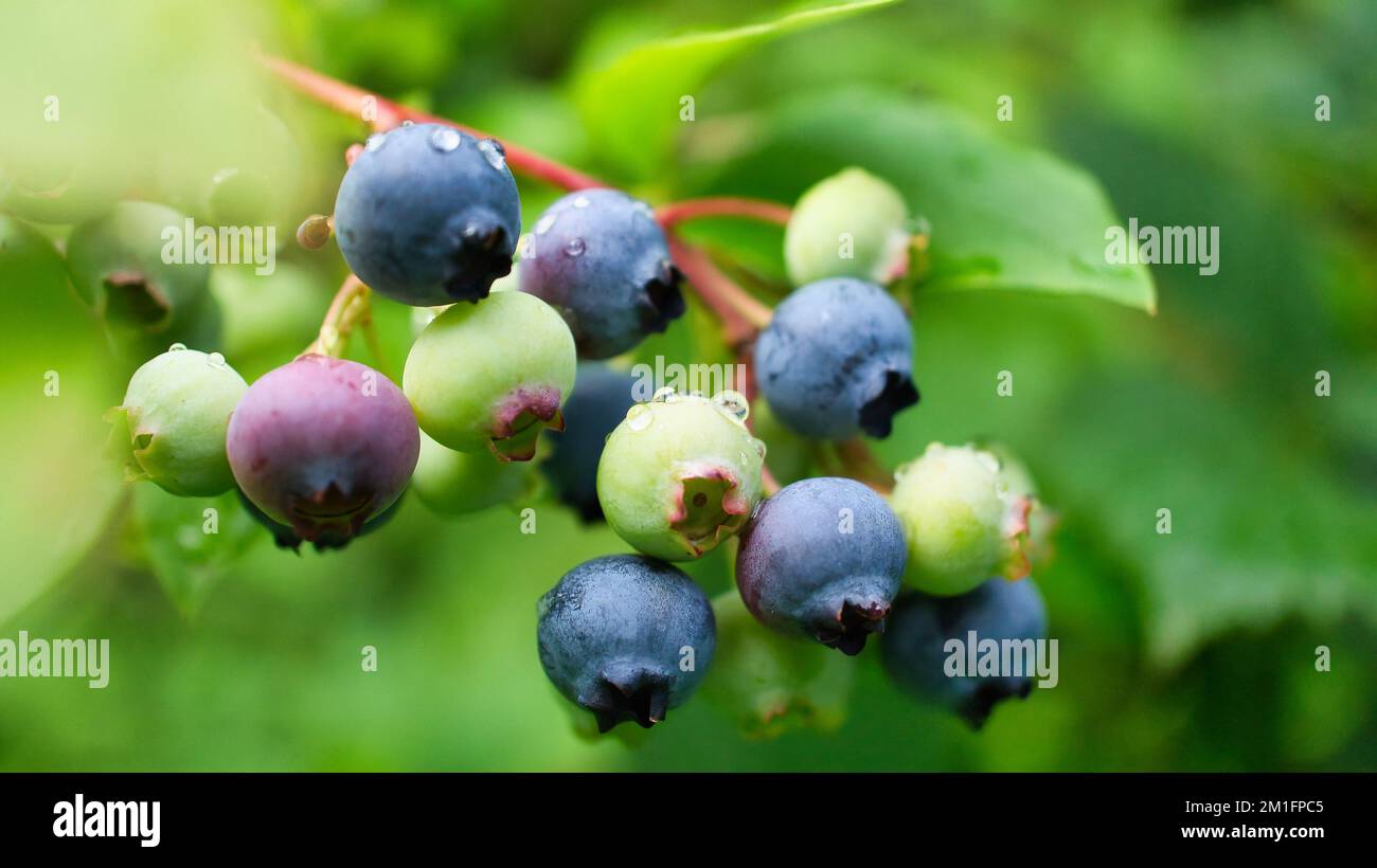 Blueberry on the bush, purple blue fruit. Fruit with green leaves ...