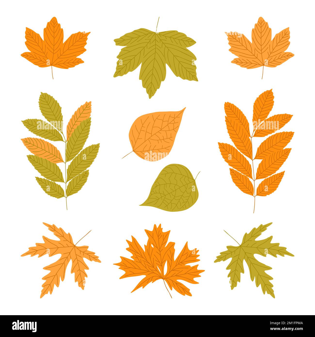 Autumn leaves set. Colorful fall silhouettes, maple ash birch tree ...