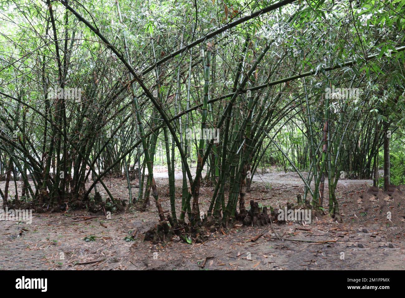 green colored bamboo stock on farm for harvest Stock Photo - Alamy