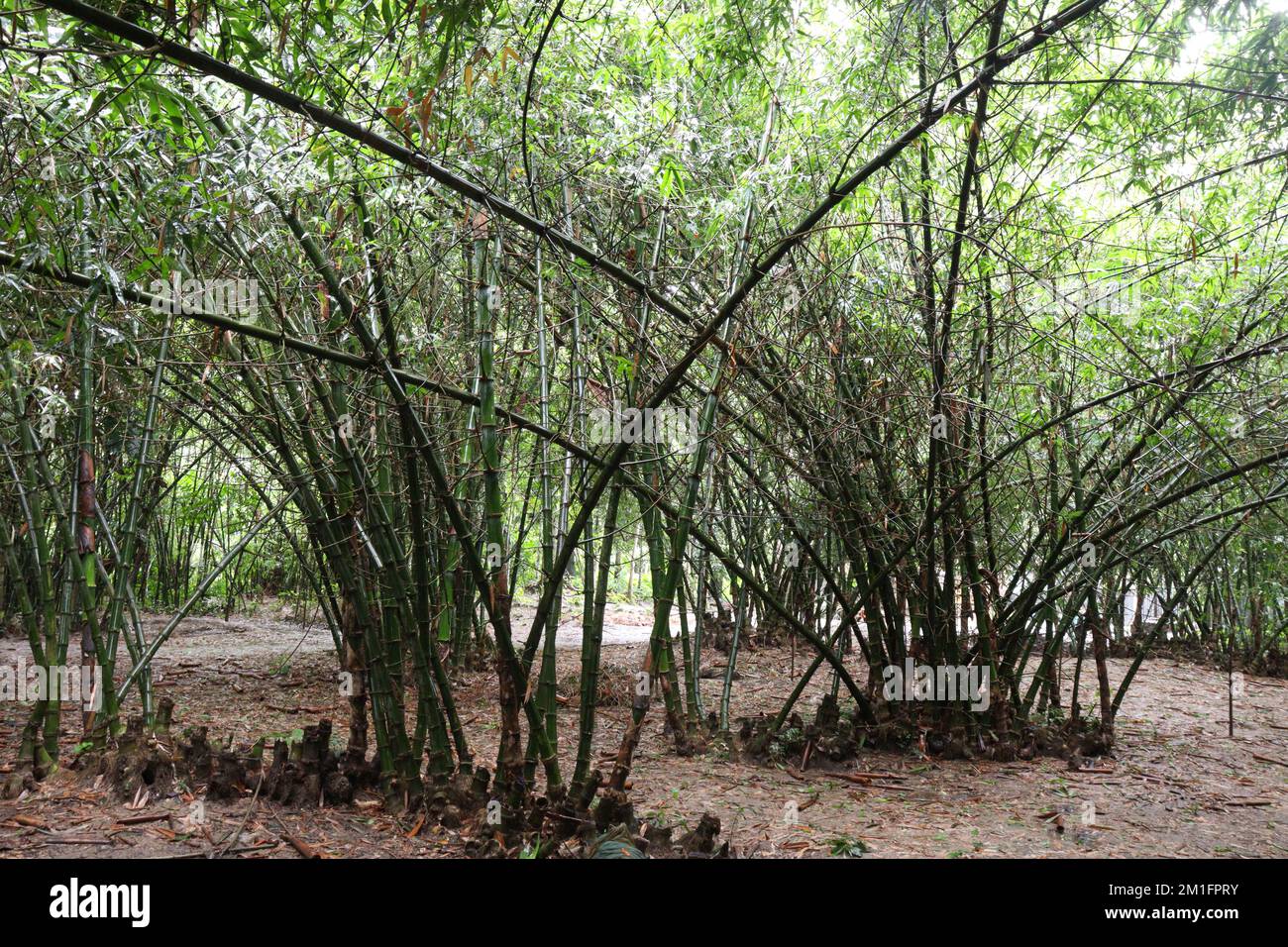 green colored bamboo stock on farm for harvest Stock Photo - Alamy