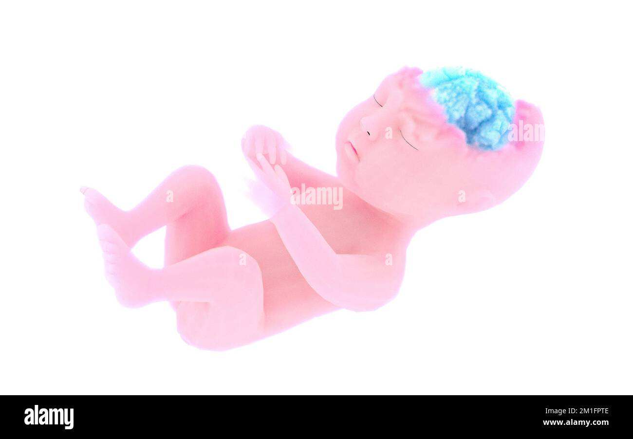 Child, fetus, organ formation. Cloud effect brain. Sensory expansion ...
