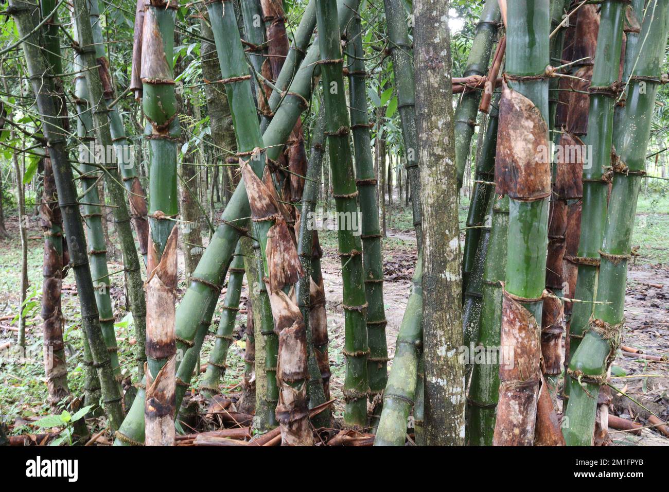 Bamboo tree stock hi-res stock photography and images - Alamy