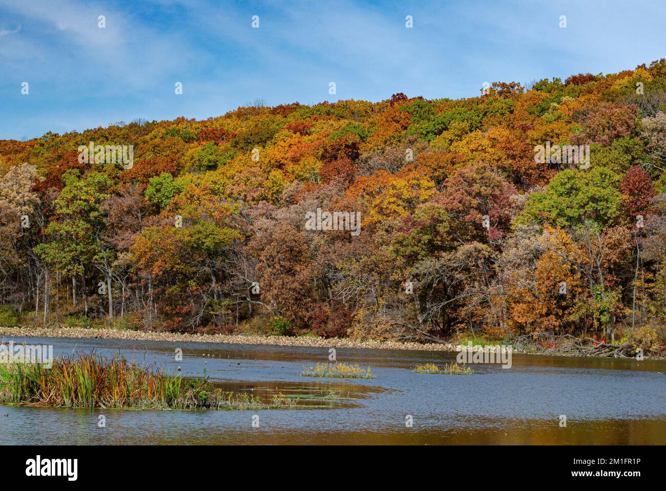 Autumn colors dominate the forest along the I&M Canal State Trail in ...