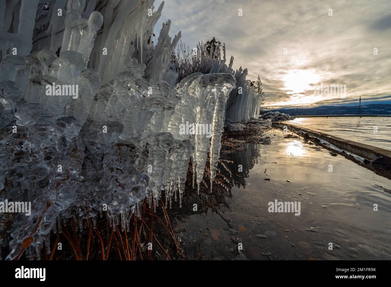 Ice formed on bushes, shrubs on the side of a lake at the beginning of ...