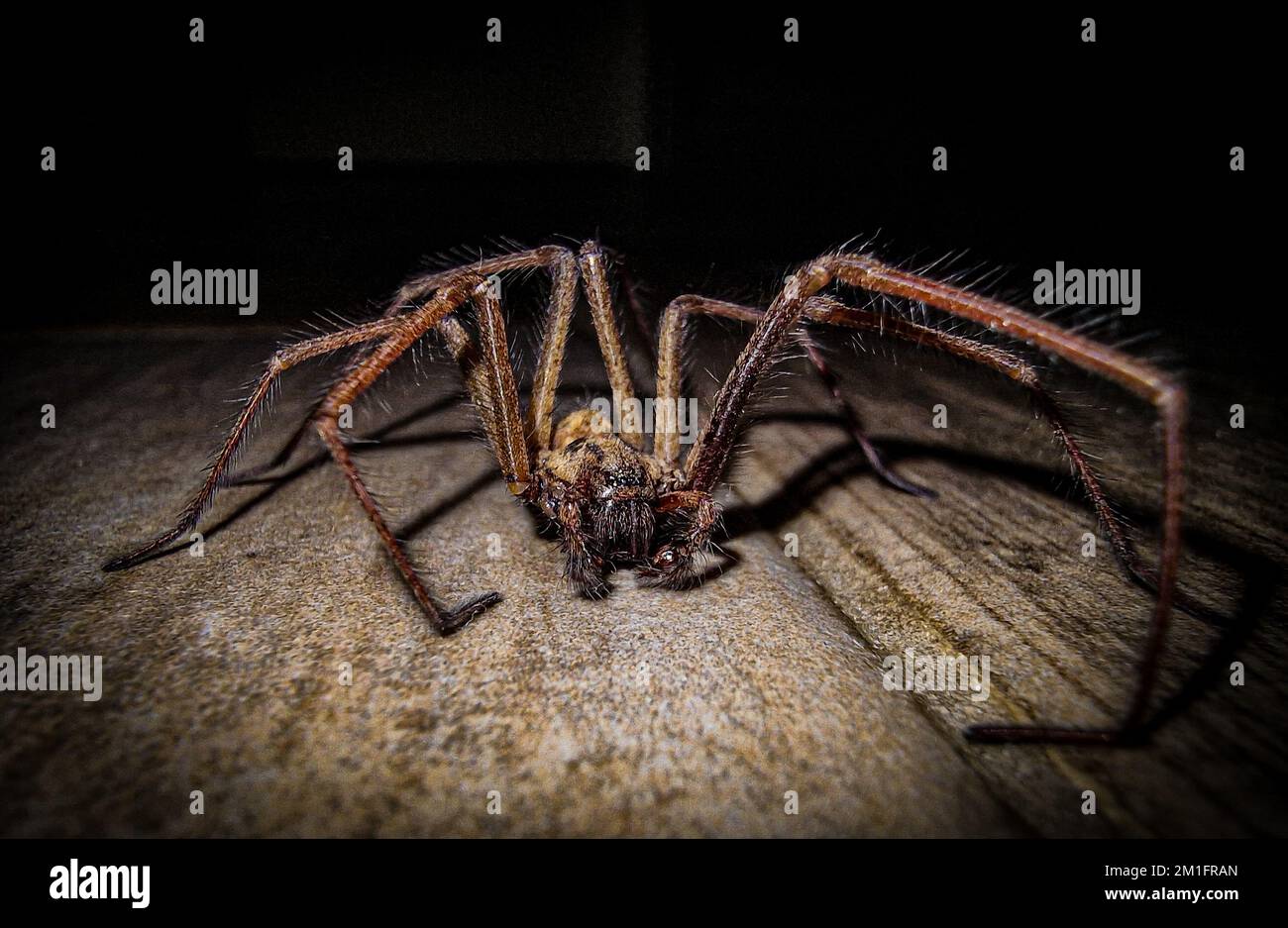 Cardinal spider hi-res stock photography and images - Alamy