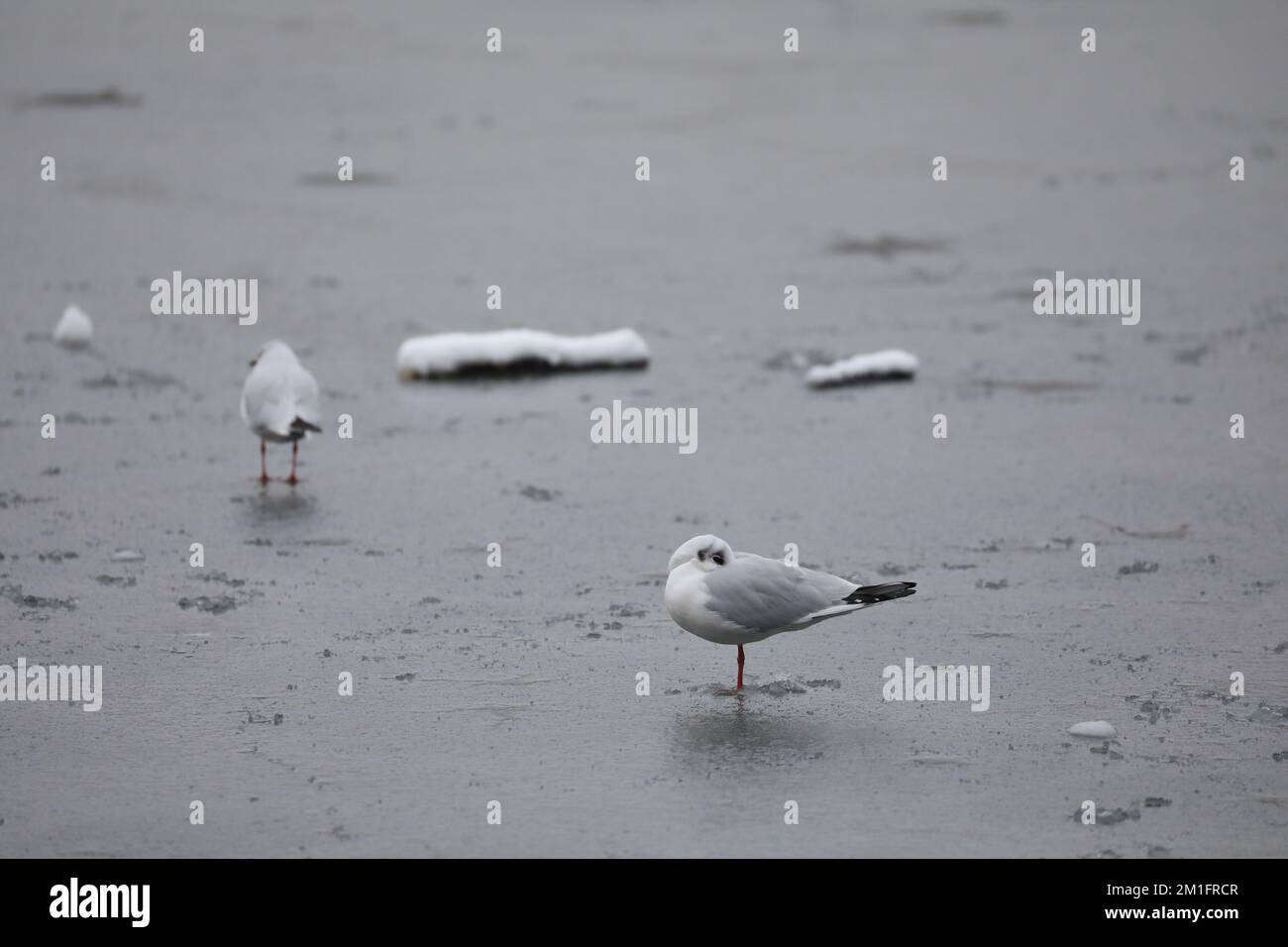 Birds rest on an icy lake in Hyde Park, central London. Snow and ice ...