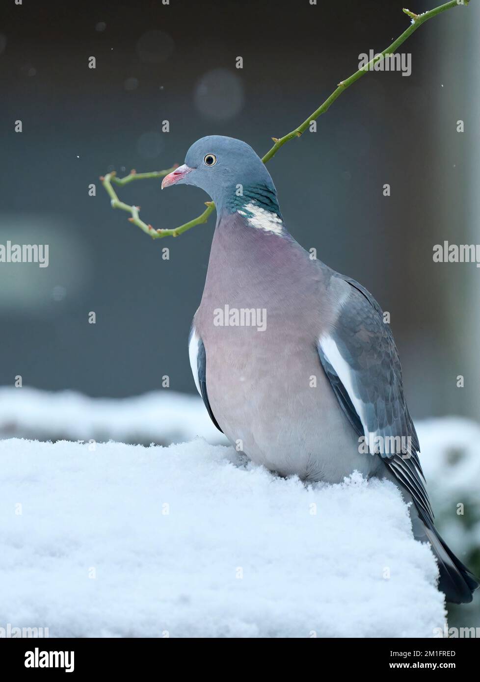 Birds winter pigeons birds hi-res stock photography and images - Alamy
