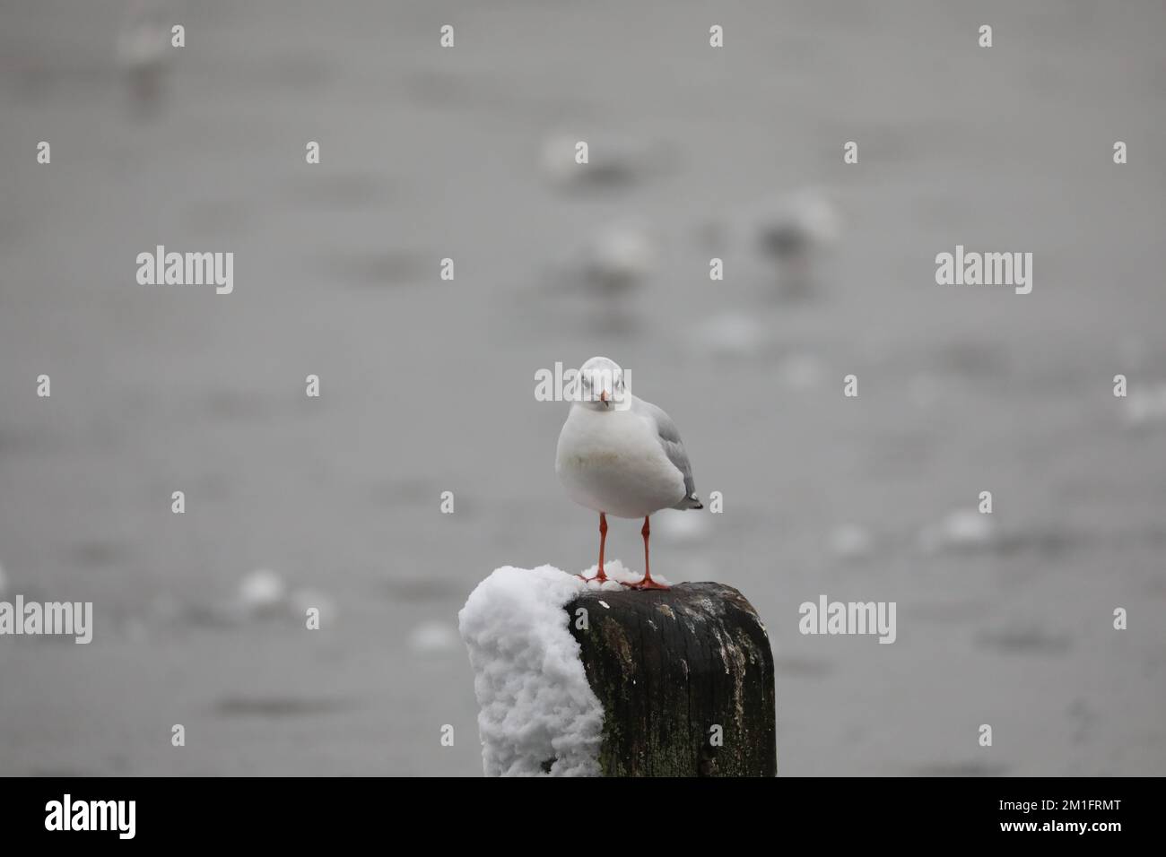 Birds rest on an icy lake in Hyde Park, central London. Snow and ice ...
