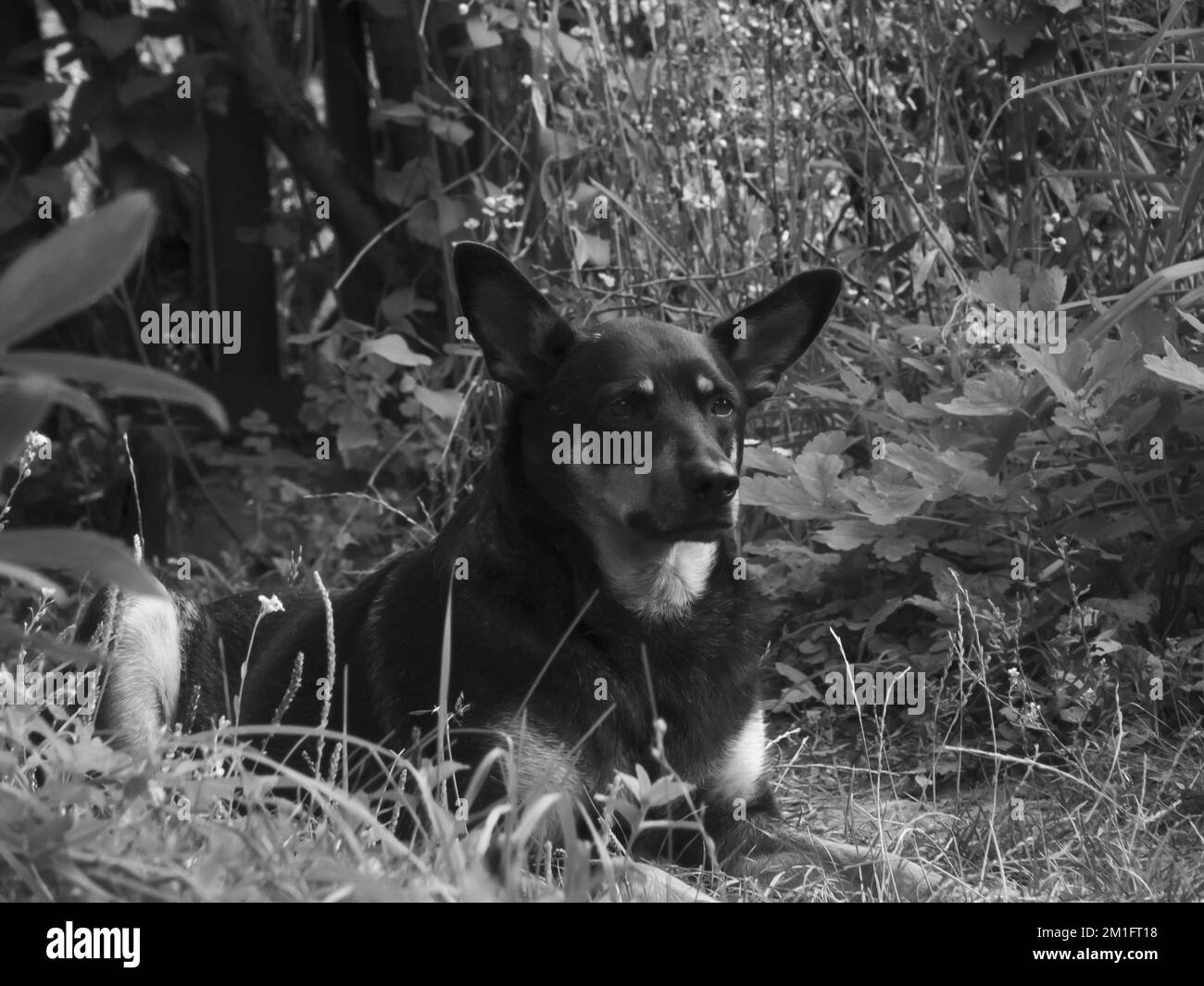 Sad homeless puppy Black and White Stock Photos & Images - Alamy