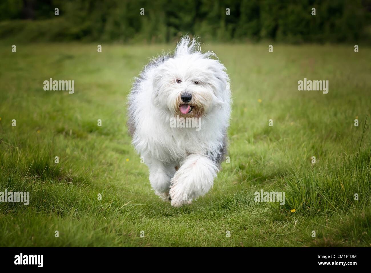 Spaniel running towards camera hi-res stock photography and images - Alamy