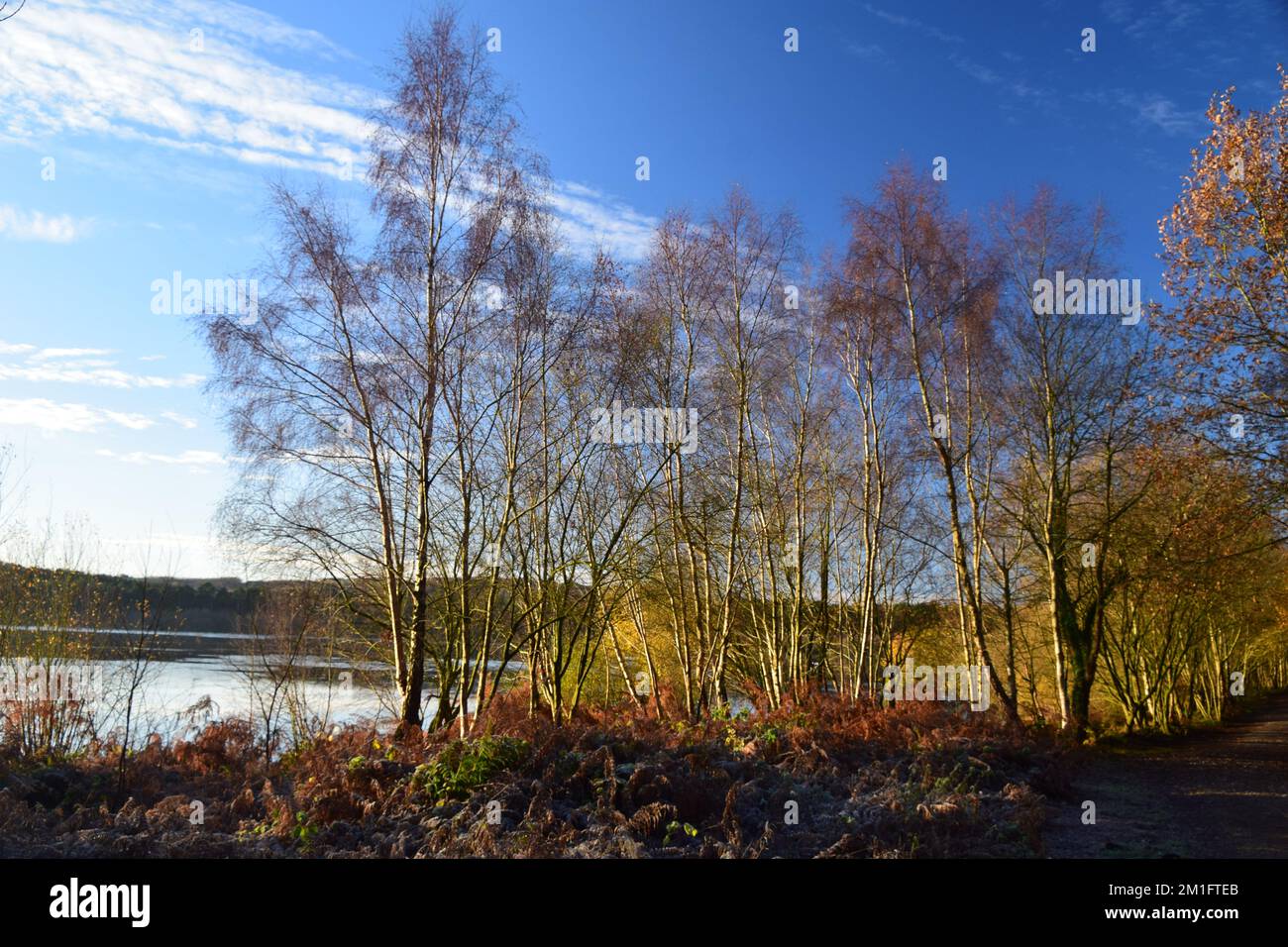 Blakemere moss cheshire hi-res stock photography and images - Alamy