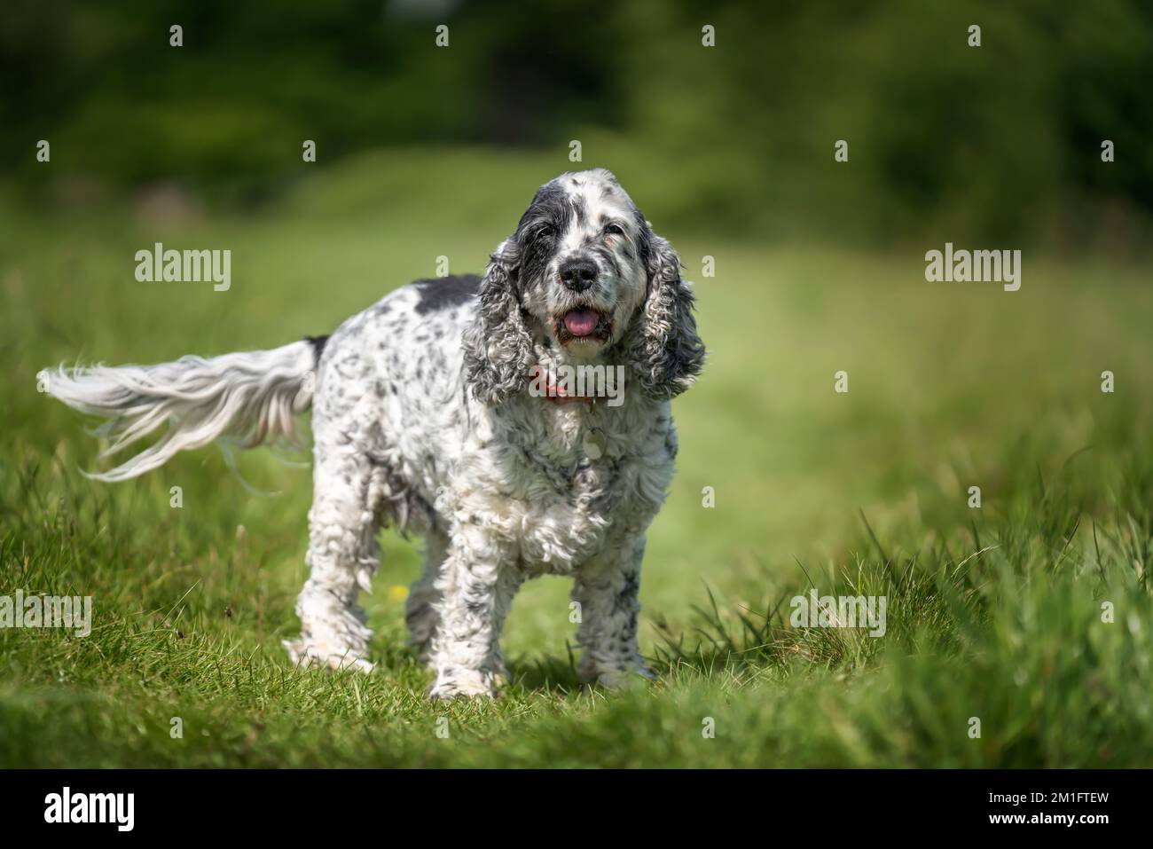 Show Cocker Spaniel black and white standing and swishing her long tail ...