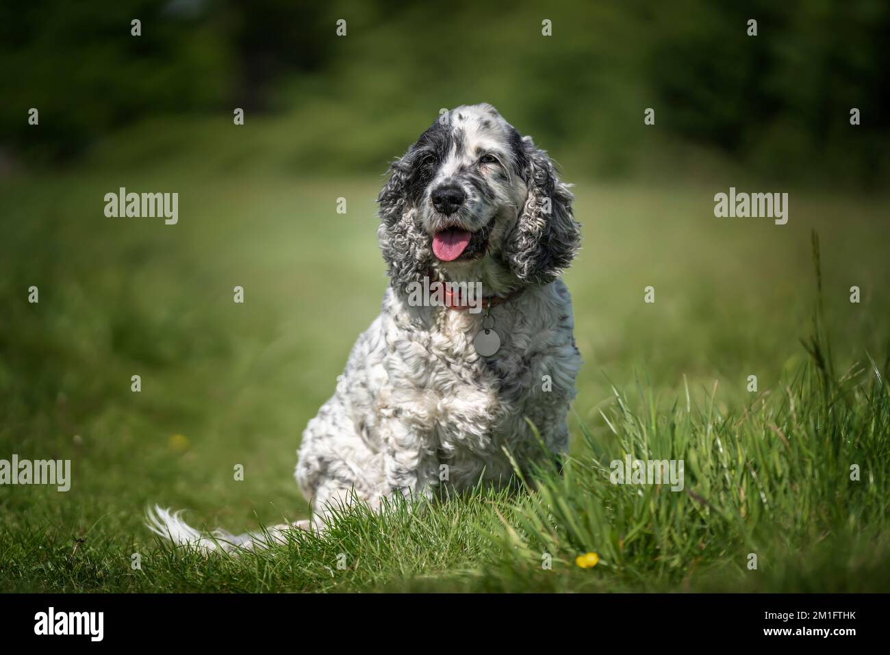 Show Cocker Spaniel black and white sitting on the grass looking ...