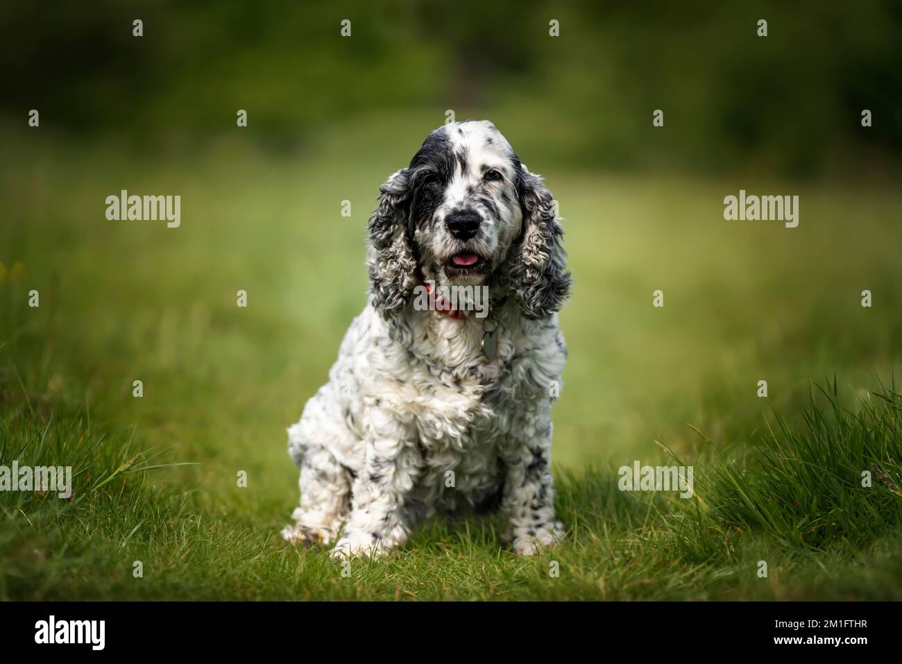 Show Cocker Spaniel black and white sitting on the grass looking ...