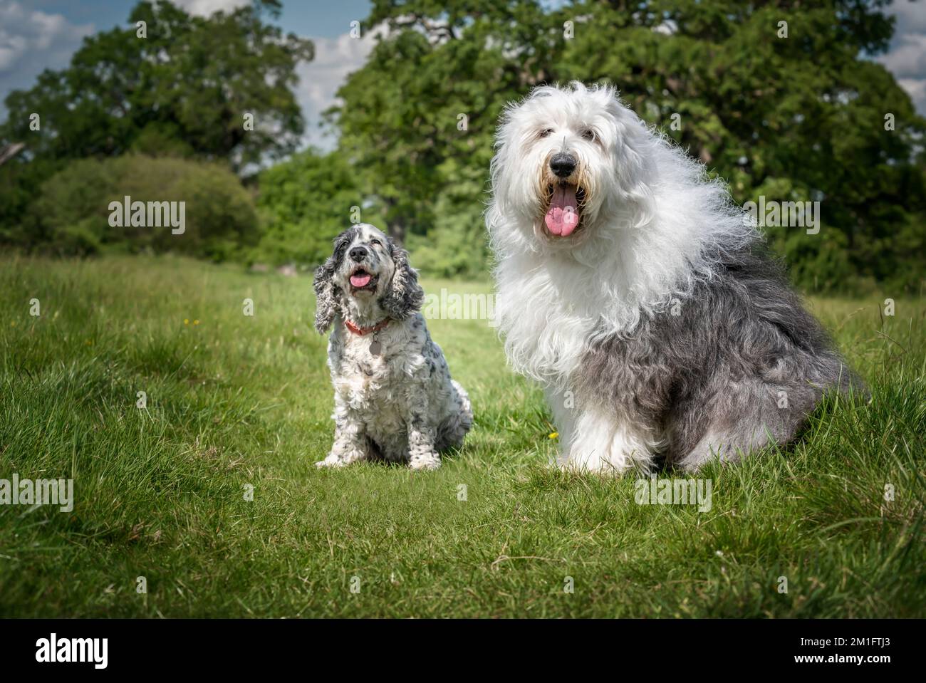 English show cocker spaniel hi-res stock photography and images - Alamy
